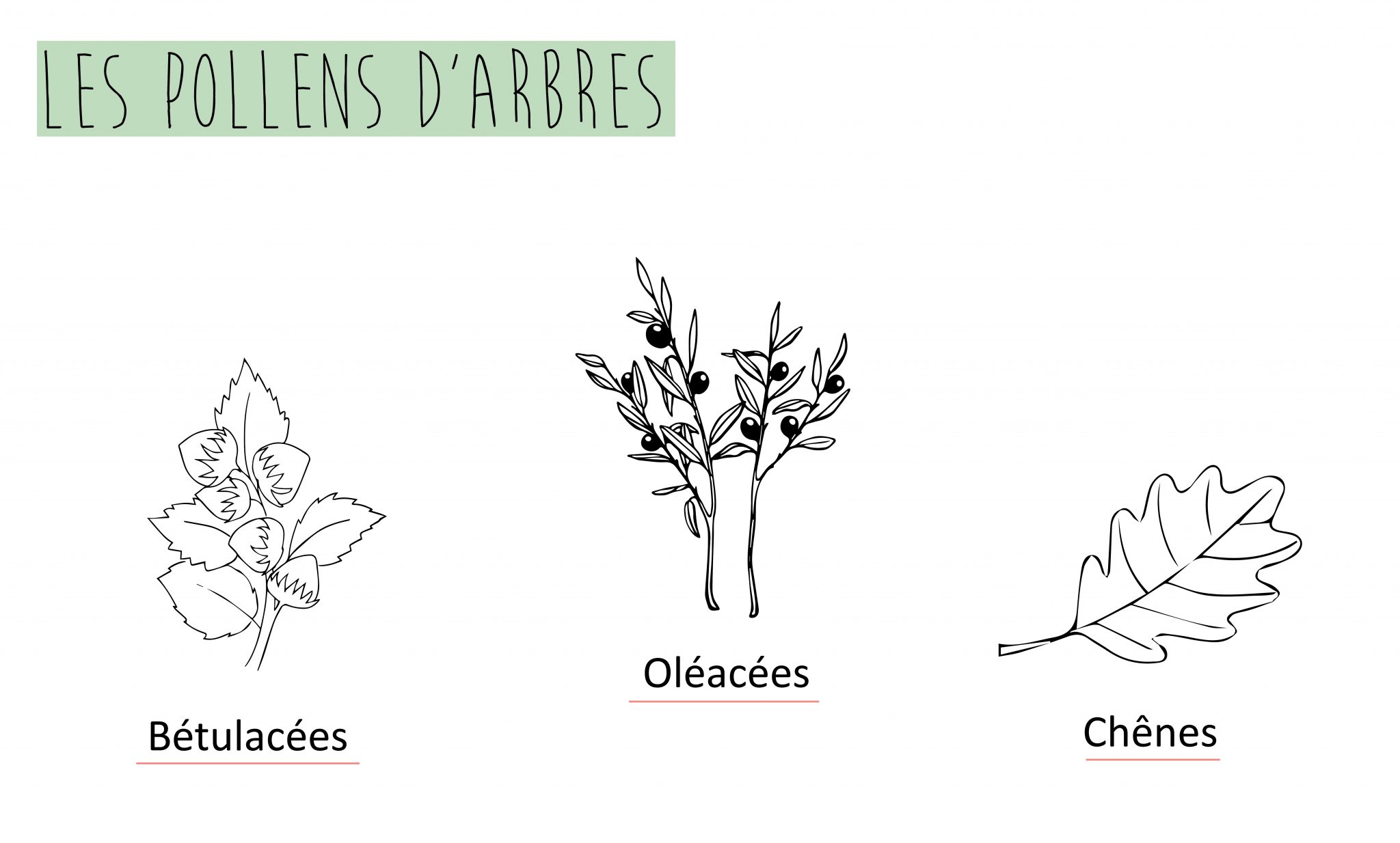 Les espèces les plus allergisantes – Prévention des pollens
