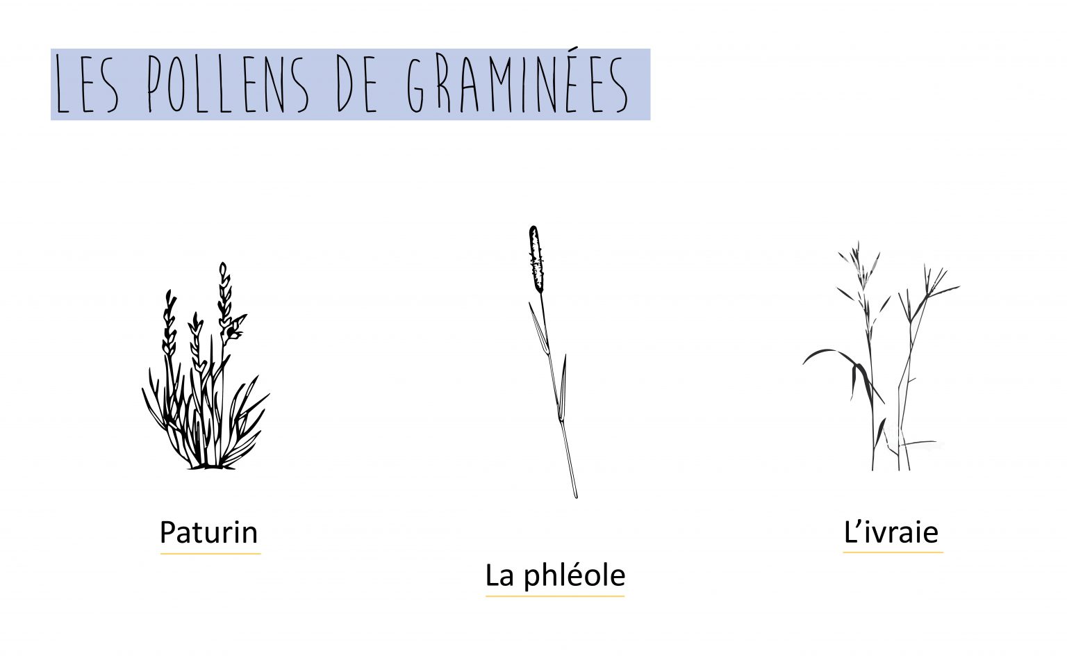 Les espèces les plus allergisantes – Prévention des pollens